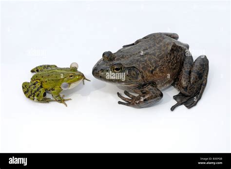 American Bullfrog Rana Catesbeiana Adult Female Beside A Vocalizing