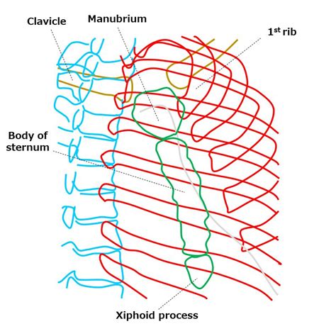 Rao Sternum Breathing Technique