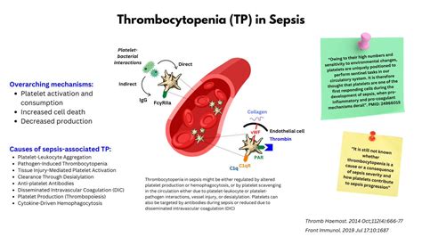 1 3 Thrombocytopenia Tp In Sepsis 1 Thrombocytopenia Occurs In About