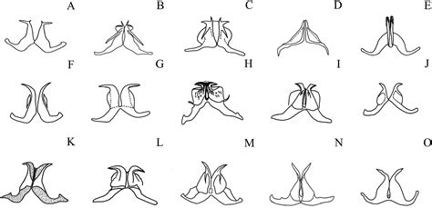 Description Of A New Species Of Forcipomyia Lasiohelea Diptera Ceratopogonidae And A Key To