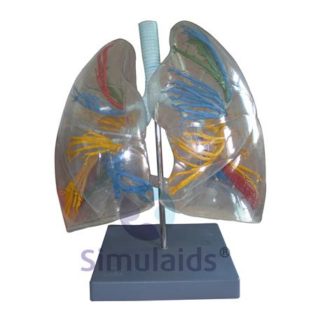 透明支气管肺段示教模型 陕西喜玛览德医疗科技有限公司官网