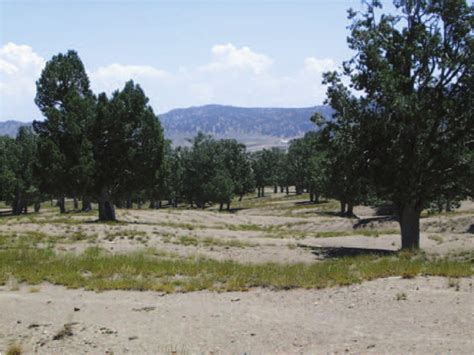 A Chilgoza Pine Orchard In Paktika Province Here Recorded Tree Ages