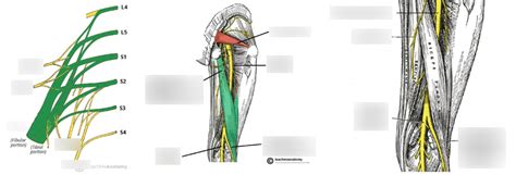 173 11 N Sciatic Diagram Quizlet