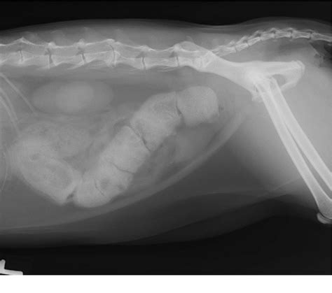 Figure 1 From Rectal Duplication Cyst In A Cat Semantic Scholar