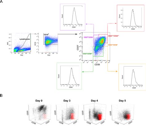 Evolution Of The B Cell Population During The Cultivation A Gating