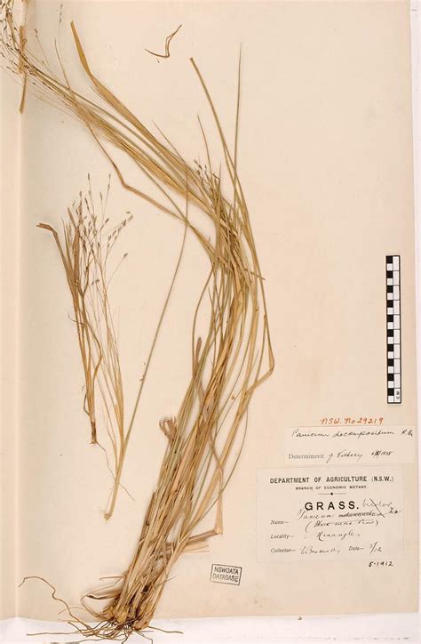 Plantnet Floraonline