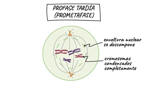 Ciclo Cellulare Interfase Mitosi Profase Metafase Anafase Telofase Citocinesi