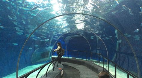 Shanghai Ocean Aquarium 2025 All You Need To Know Before You Go With