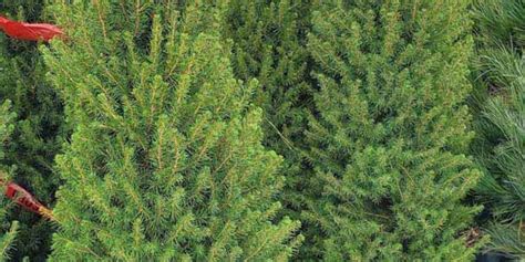 Compact Conifers Shooting Star Nursery