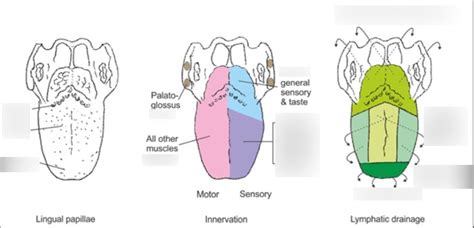 Diagram Of Dorsal Surface Of Tongue Papillae Innervation And