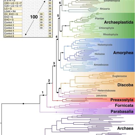 A Rooted Phylogeny Of Eukaryotes Based On Eukaryotic Proteins Of