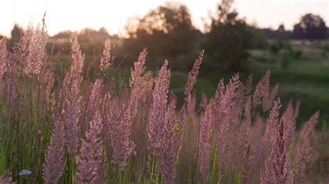 Dry Melinis Minutiflora The Meadow Molasses Grass In Field At Evening