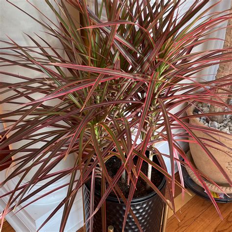 Propagating Your Madagascar Dragon Tree Step By Step Guide