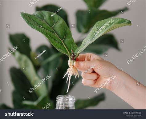 Root Cutting Propagation