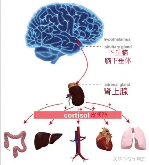 《关注皮质醇》 知乎