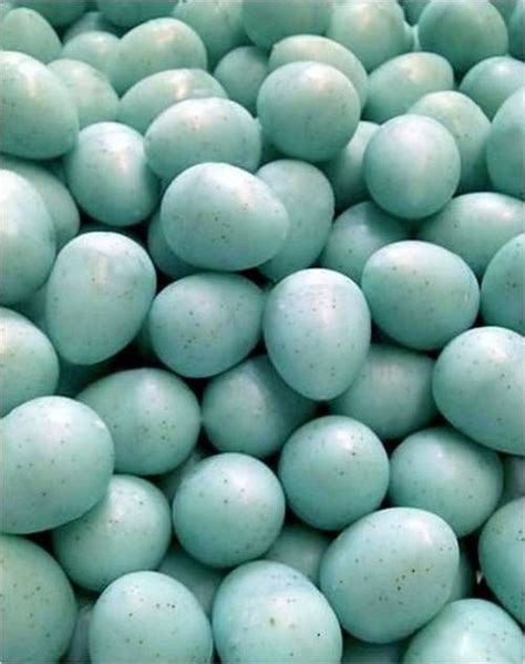 Robins Egg Hatched Duck Egg Blue Robins Egg Blue Blue Eggs