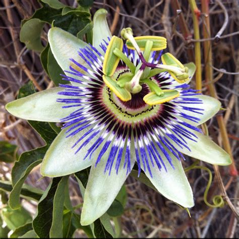 Passion Flower Project Noah