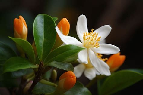 Orange Jasmine Growing And Care Guide For Healthy Plants