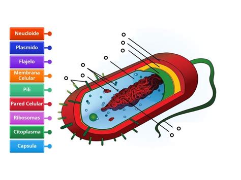 Celula Procariota Organelos Labelled Diagram