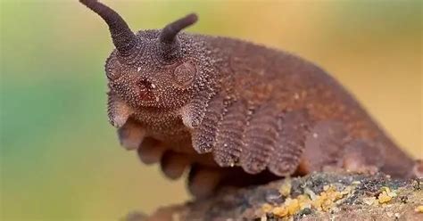 Discover The Velvet Worm Onychophora Natures Living Fossil
