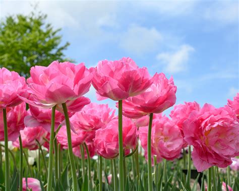 Tulip 'Double Sugar' bulbs — Buy online at Farmer Gracy UK