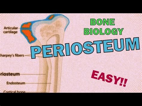 Periosteum