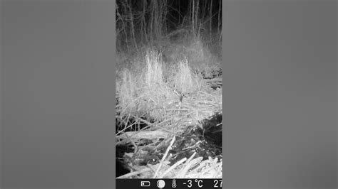 Lapsa Lapsas Predator Fox Latvija Wildlife Trailcamera