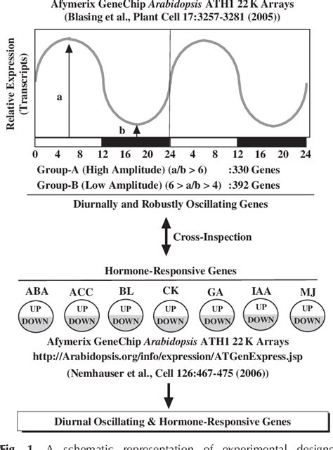 Figure 1 From Comparative Transcriptome Of Diurnally Oscillating Genes
