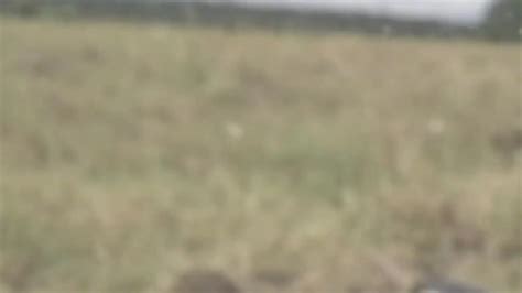 ببینید؛ بزرگ‌ترین کرگدن سفید ثبت‌شده در طبیعت به تصویر کشیده شد