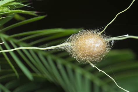 Close Shot Of The Laglaise S Garden Spider Egg Sac Stock Image Image