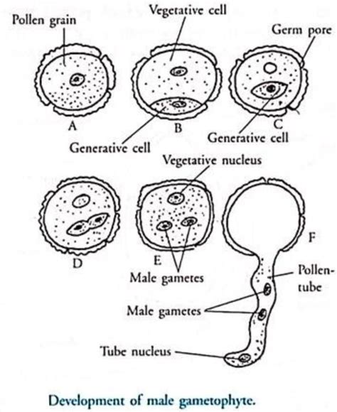 What A Vegetative Cell At Kathryn Ono Blog