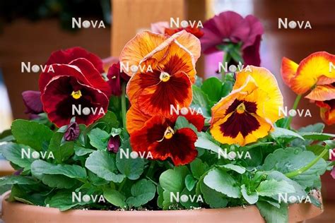 Viola Karma ™ Copperfield