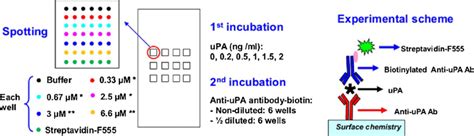 Scheme Of Antibody Microarray Design To Optimize Experimental