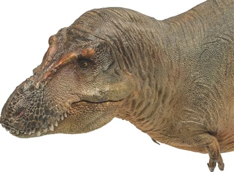 New Release Lu Xiong The Zhuchengtyrannus Scientific Art Model From