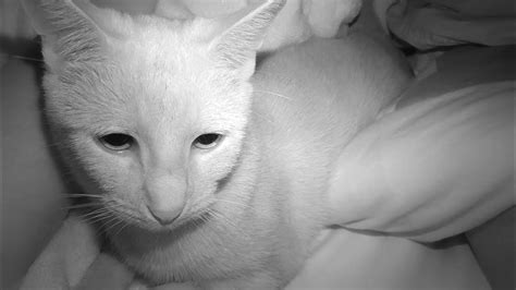 20240310c 豬仔霸住中心位！ Youtube