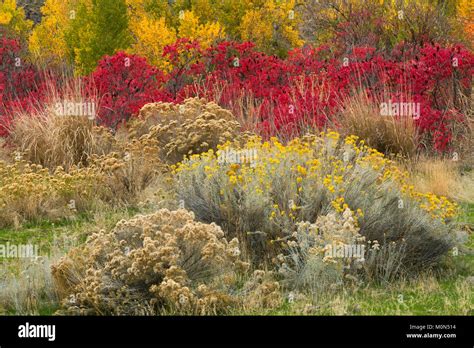 A Wild Garden Of Plants Along A Streambed In The Great Basin Desert Of