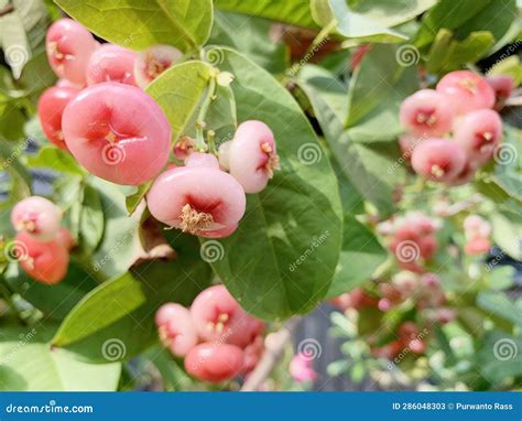The Mini Guava On The Tree Can Be Picked Stock Image Cartoondealer