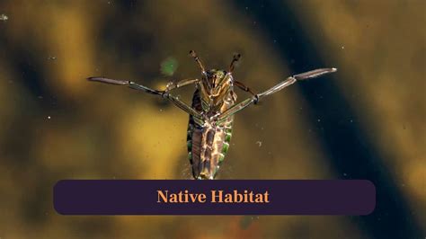 Water Boatman A Bug That Masters Every Stroke In Water Moneycontrol News