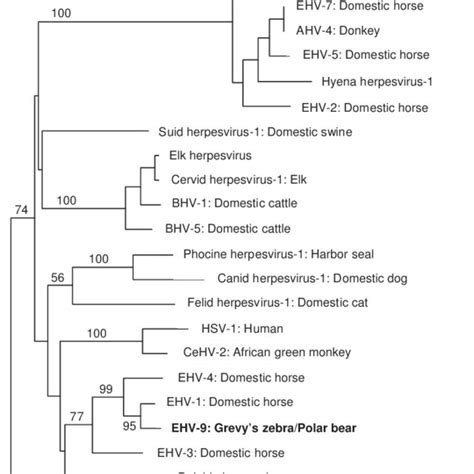 Photomicrographs Showing A Encephalitis With Neuronal Necrosis And Download Scientific Diagram