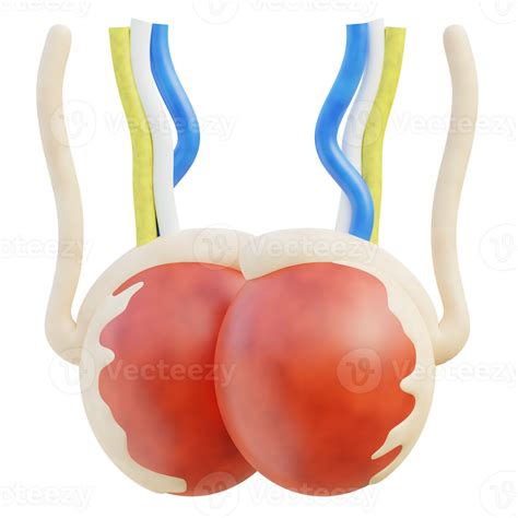 Testicles 3d Illustration 47246389 Png