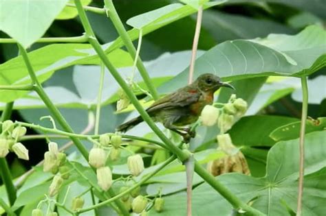 Crimson Sunbird Robbing Nectar From Tapioca Flowers Bird Ecology