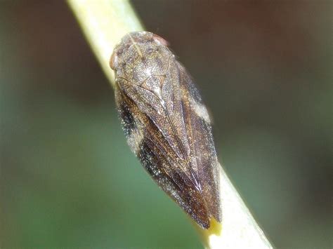 Alder Spittlebug Aphrophora Alni British Nature Guide