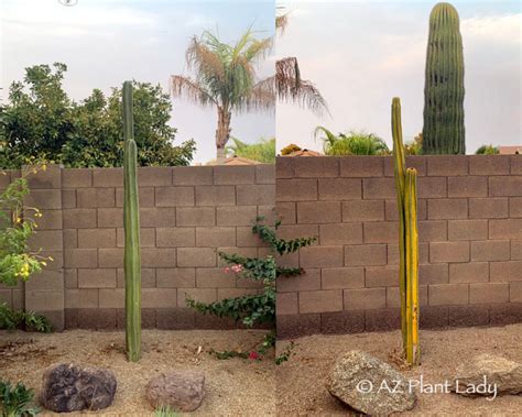 Mexican Fence Post Cactus Normal And Heat Stressed Desert Gardening 101