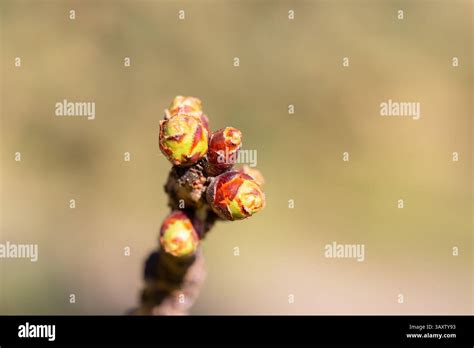 Newly Budded Tree Branch Budding Fruit Tree In Early Spring Stock