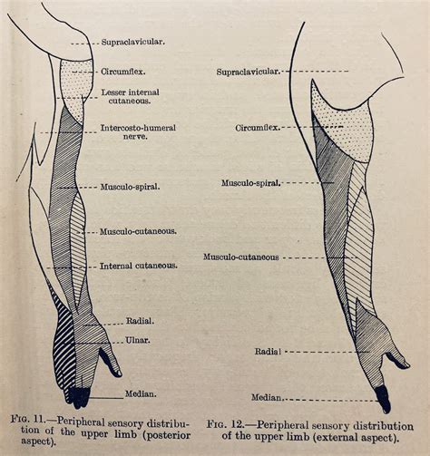Lower Extremity Nerves Mnemonic