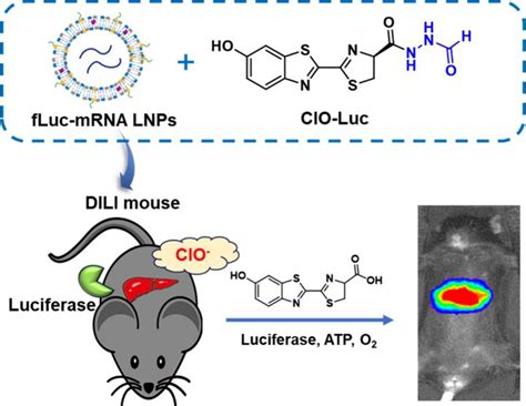 Cd Bioparticles On Linkedin The Pathogenesis Of Drug Induced Liver