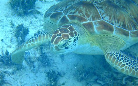 St Thomas Turtle Photograph By Brooke Bowdren Fine Art America
