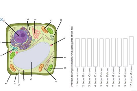 Solved Provide Descriptive Label For Indicated Parts Of The