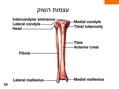 Ppt שמות עצמות השלד Powerpoint Presentation Free Download Id4593085
