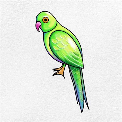25 Easy Parrot Drawing Ideas How To Draw A Parrot